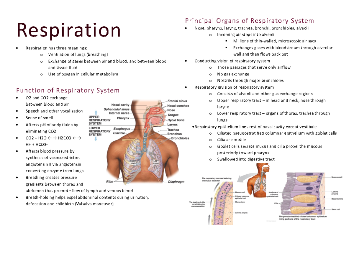 Respiration system - Respiration • Respiration has three meanings: o ...