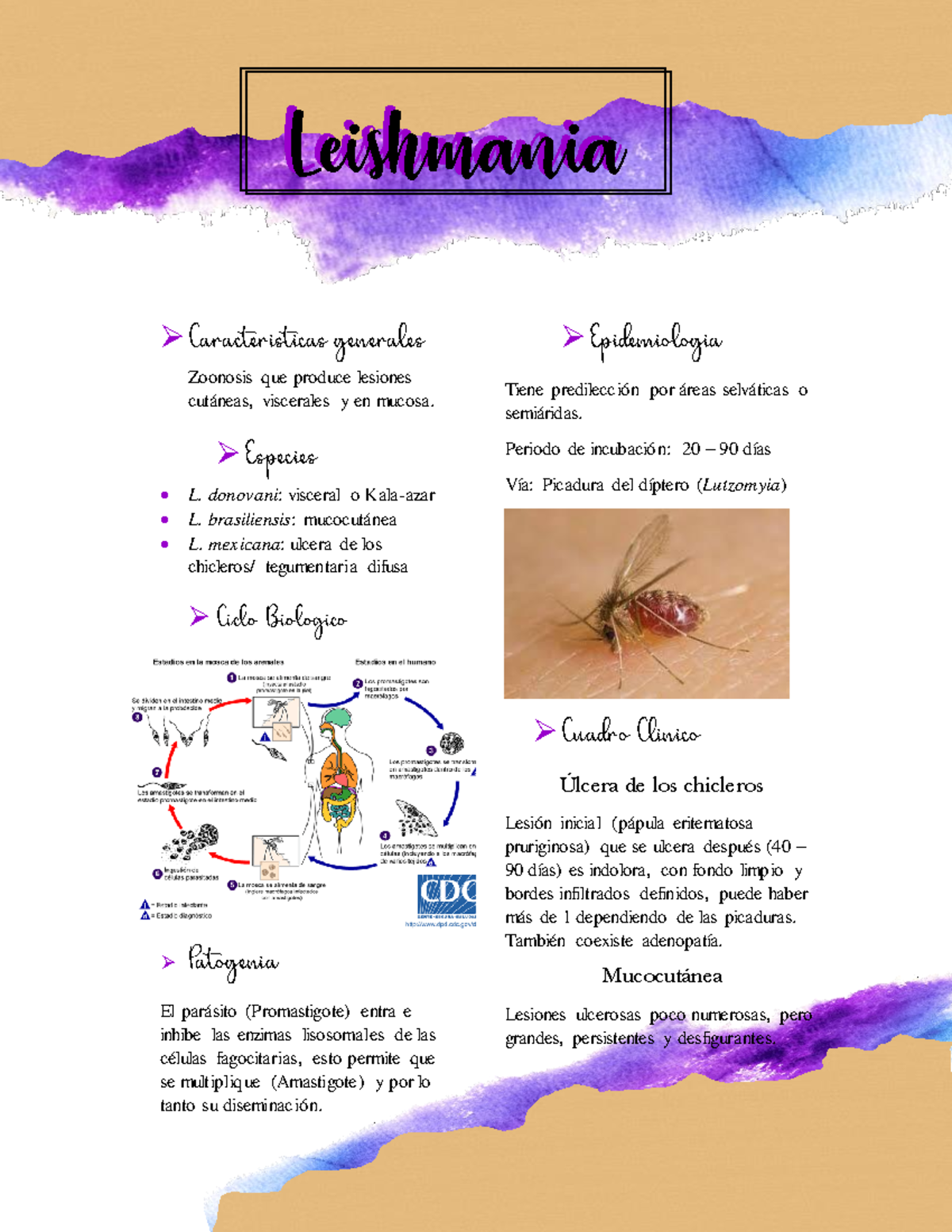 06.- Leishmania - Resumen parasitó - CaracterÌsticas generales Zoonosis ...