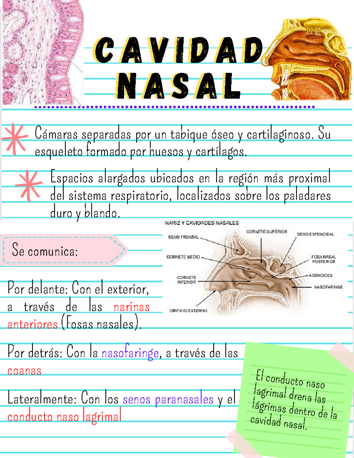 Cavidad Nasal - C a v i d a d N a s a l C a v i d a d N a s a l Cámaras ...