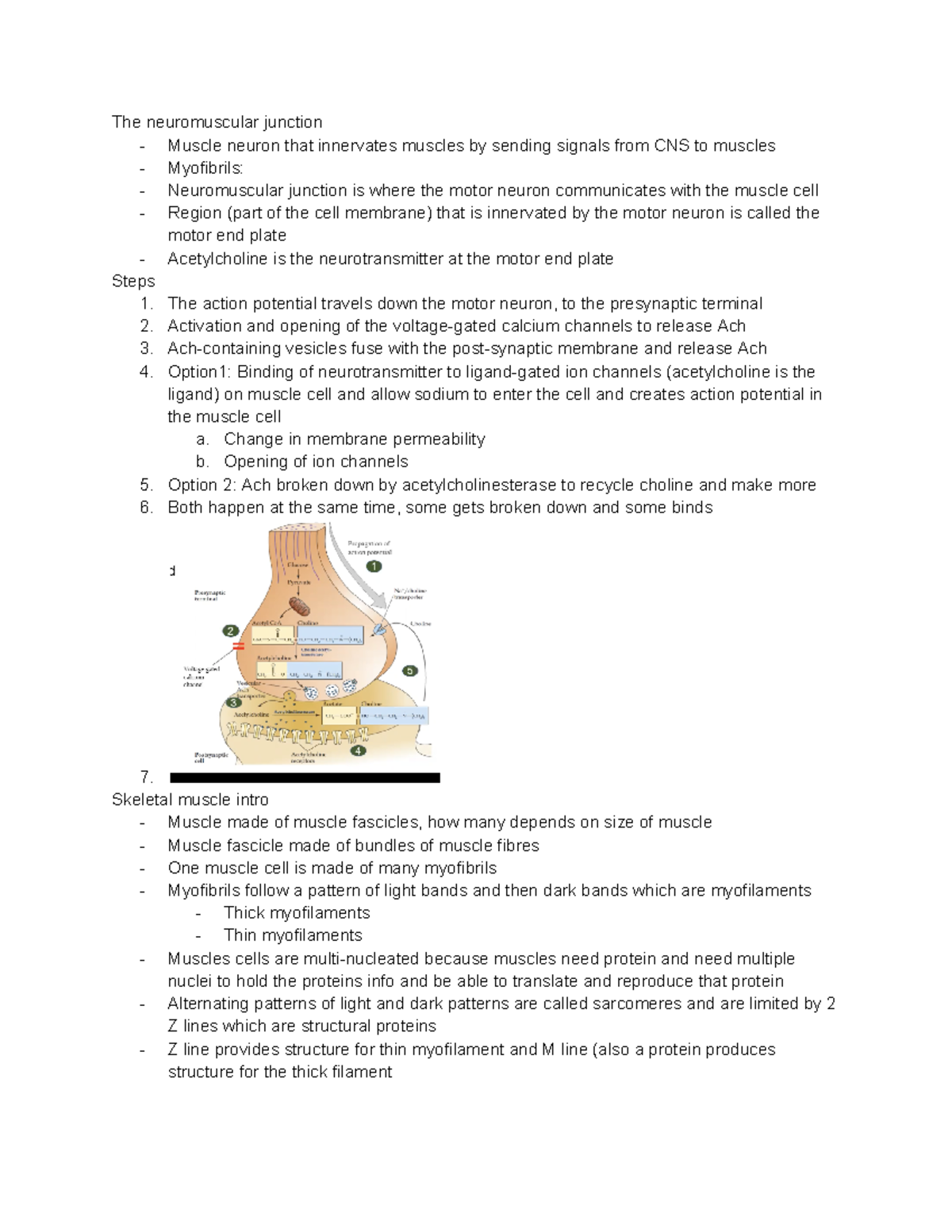 Skeletal muscle Lecture 1 - The neuromuscular junction - Muscle neuron ...