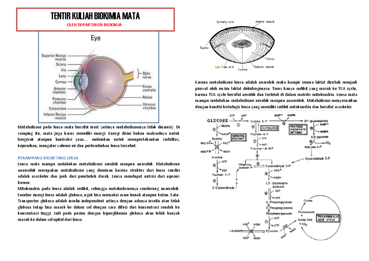 Tentir Mata Biochemia - Metabolisme pada lensa mata bersifat inert (artinya metabolismenya tidak ...
