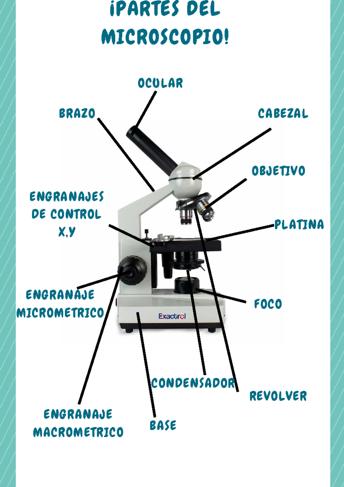 PARTES DEL MICROCOPIO - Biologia General - ¡PARTES DEL MICROSCOPIO ...
