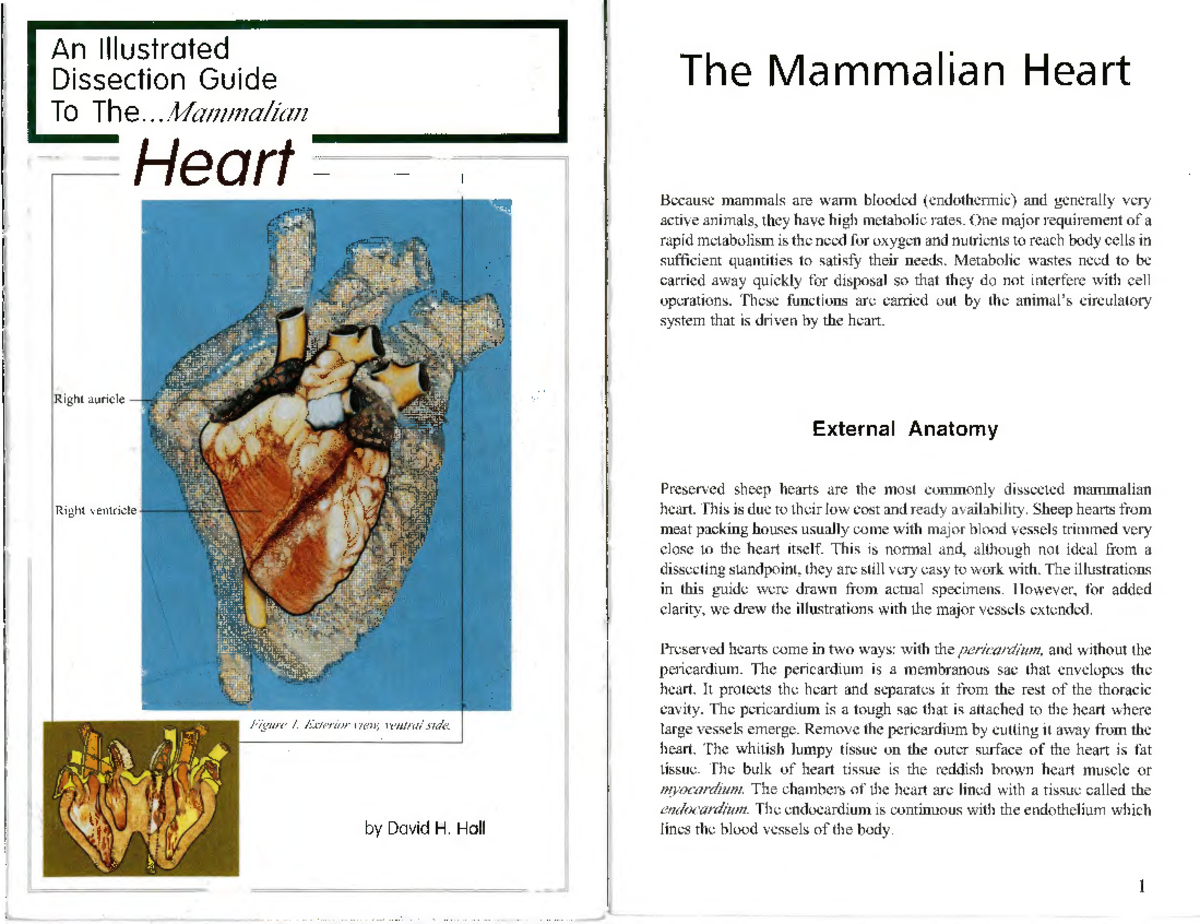 Guide heart - hhhh - in Illustrated Dissection Guide The Mammalian ...