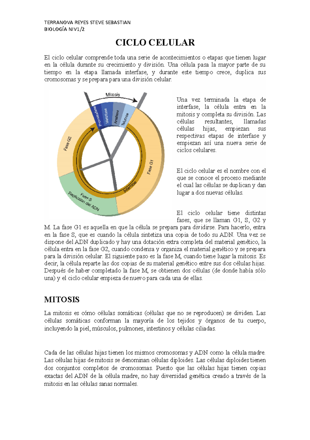 Ciclo Celular Biologia - BIOLOGÍA NIV1/ CICLO CELULAR El ciclo celular ...