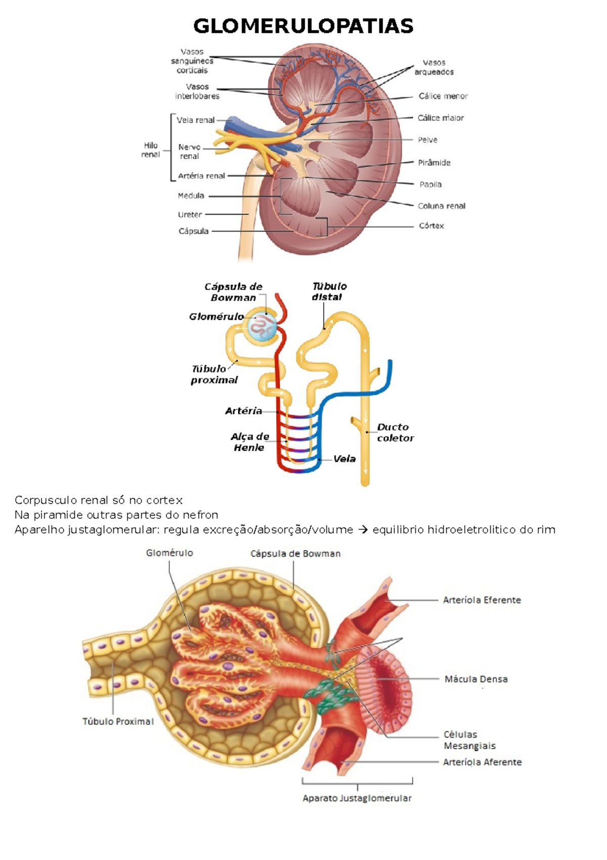 Glomerulatias 1 patologia com temas diversos - GLOMERULOPATIAS ...