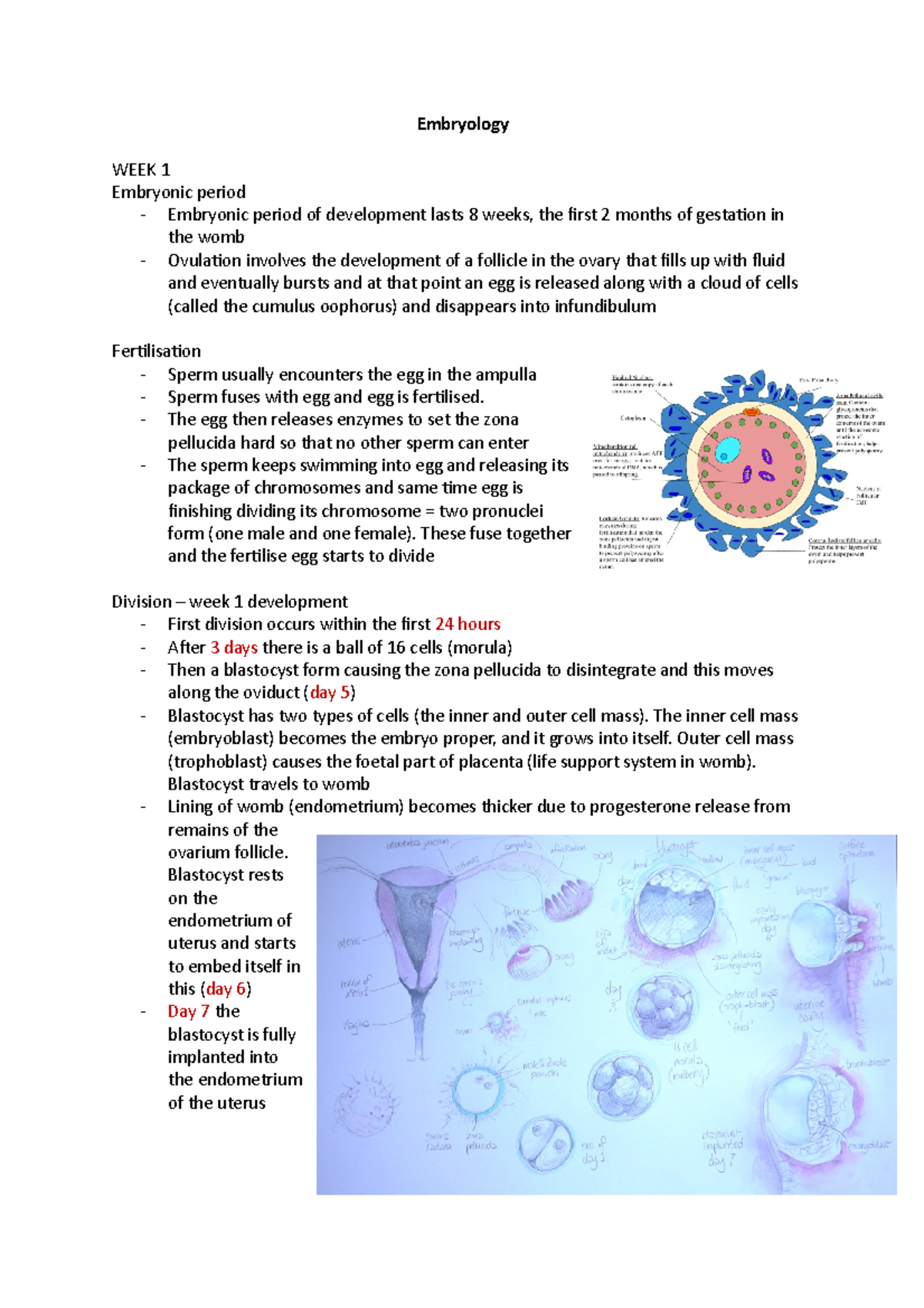 Embryology - Professor Alice Roberts - week 9 - Embryology WEEK 1 ...