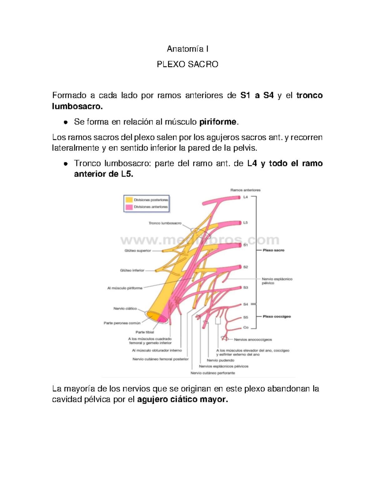 Plexo sacro - Warning: TT: undefined function: 32 Anatomía I PLEXO SACRO Formado a cada lado por ...