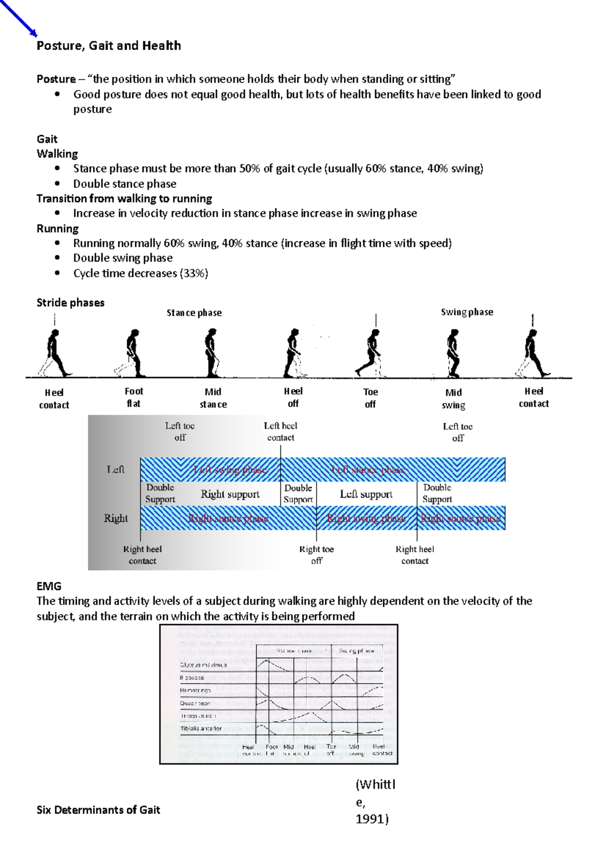 24.11 Posture, Gait and Health - Posture, Gait and Health Posture ...