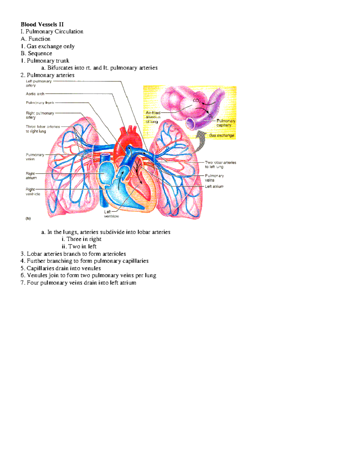 Pulmonary Capillaries