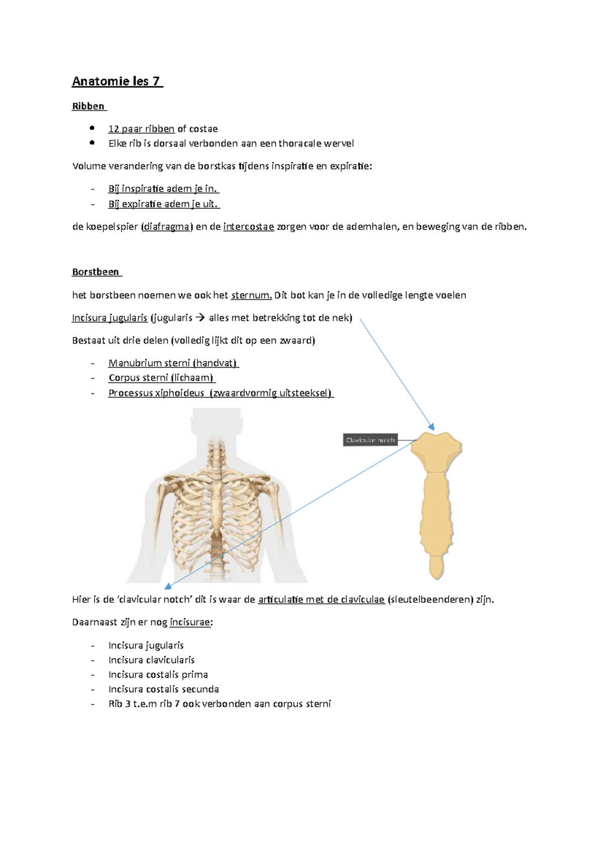 Anatomie les 7 - sdffd - Anatomie les 7 Ribben 12 paar ribben of costae ...