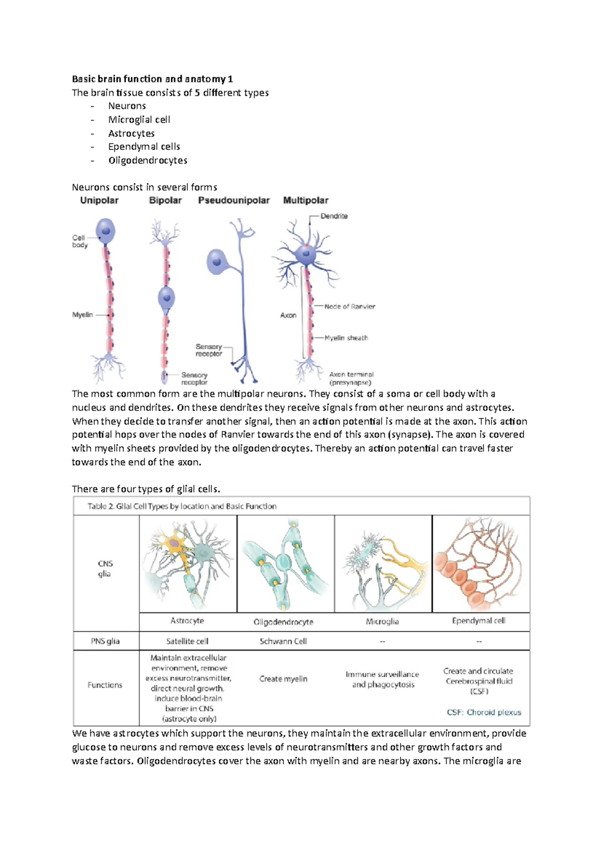 Knowledge clip basic brain function and anatomy 1 - Basic brain ...