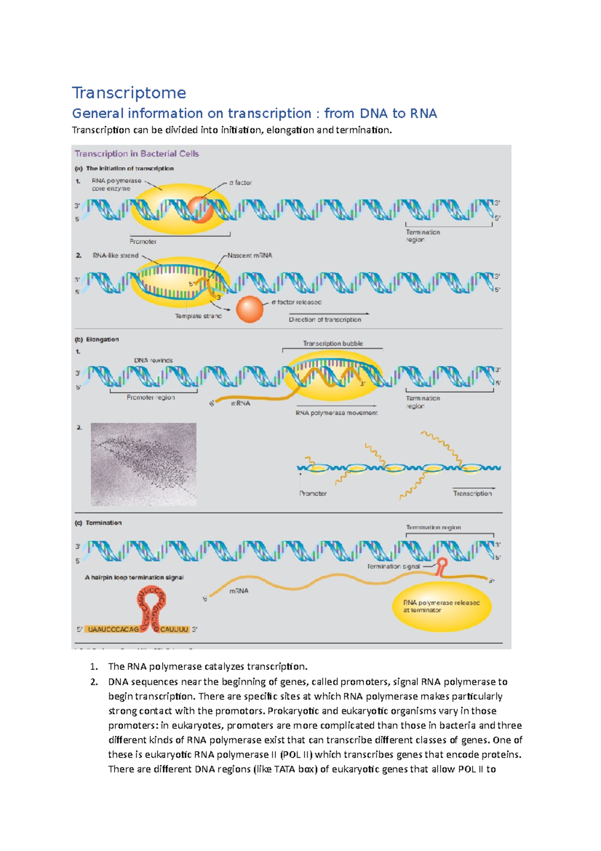 Transcriptome - Transcriptome General information on transcription ...
