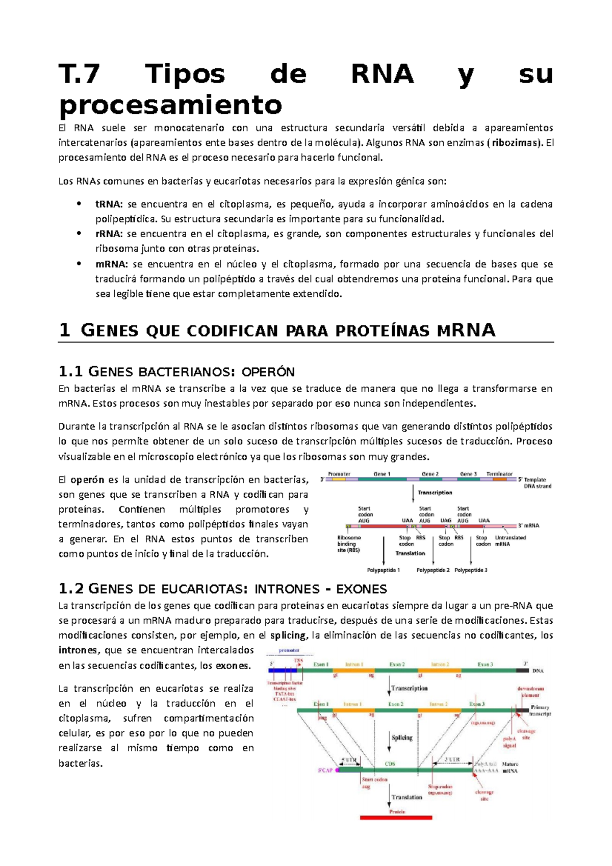 Tema 7. Tipos de RNA y su procesamiento - T Tipos de procesamiento RNA ...
