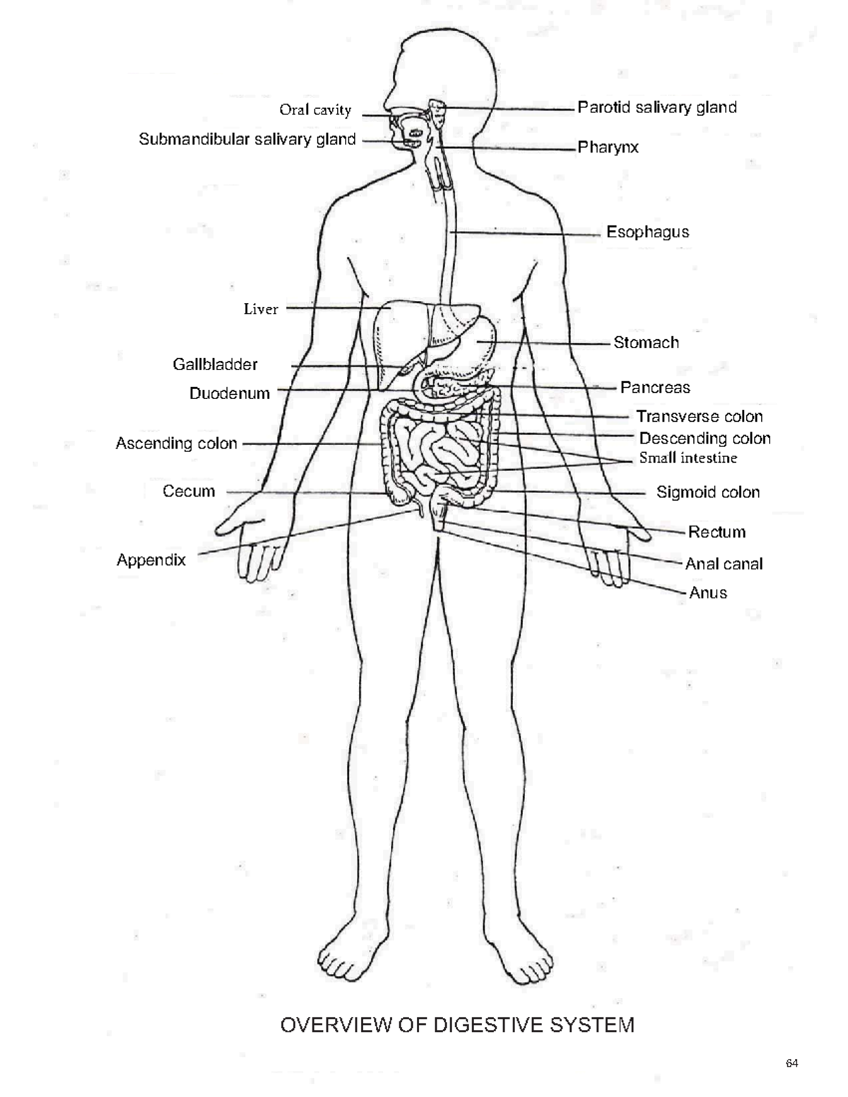 Digestive System - Lecture notes 1 - Oral Oral cavity cavity Parotid ...