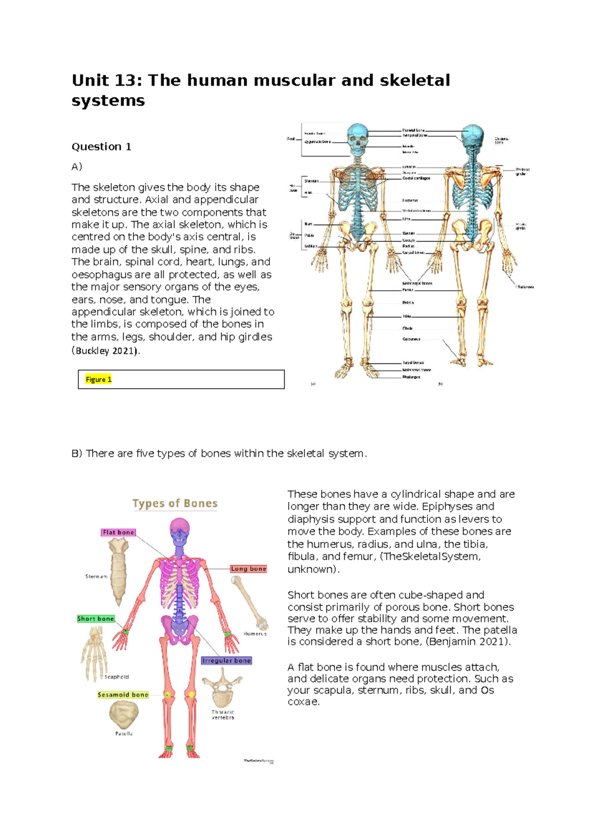 Unit 13 Skeletal system - Unit 13: The human muscular and skeletal ...