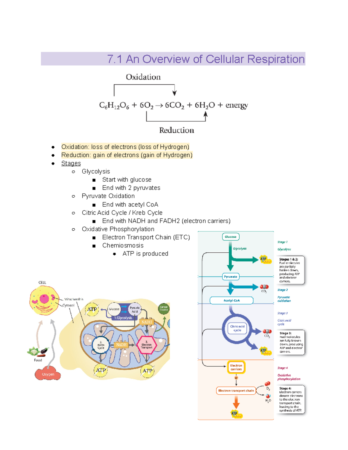 Copy of Chapter 7 cellular respiration - 7 An Overview of Cellular ...