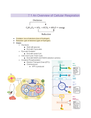 VCU BIOL 151: Introduction to Biological Sciences Exam 1 Notes - Bio ...