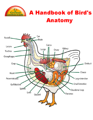 Clavicle - Basic Anatomy of the Skeletal System" class notes - CLAVICLE ...