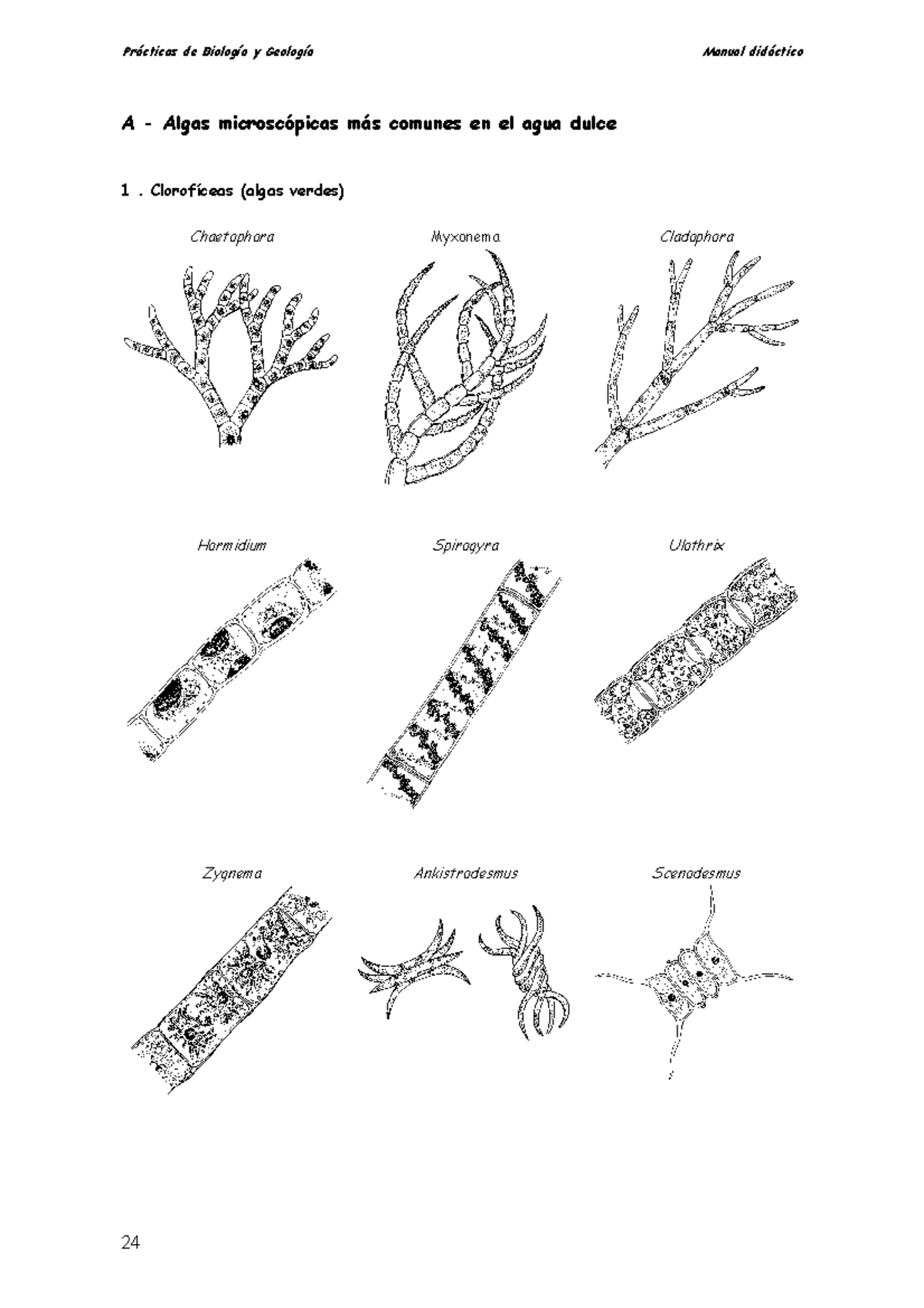 Manual de microorganismos del agua - A - Algas microscópicas más ...