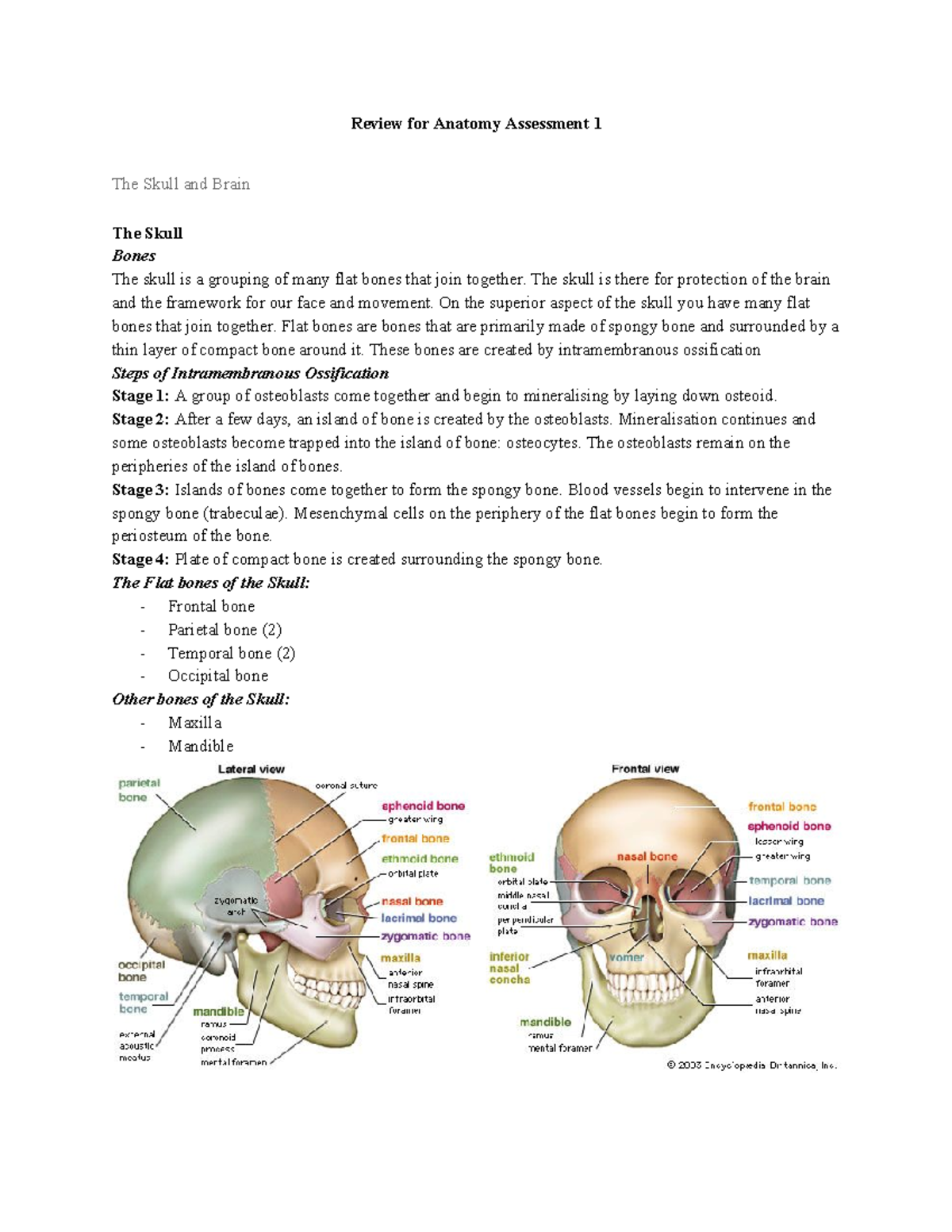 Review for Anatomy Assessment 1 - The skull is there for protection of ...