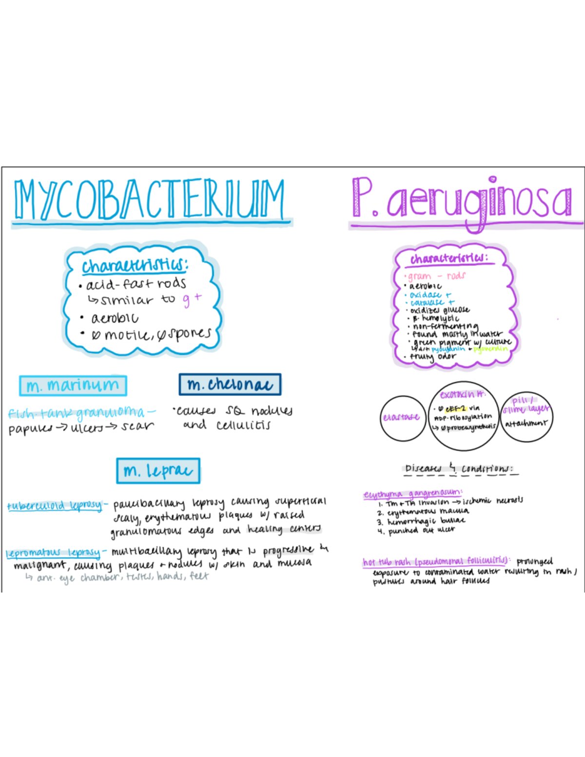 Micro 4 - summaries - P characteristics: characteristics: rods gram ...
