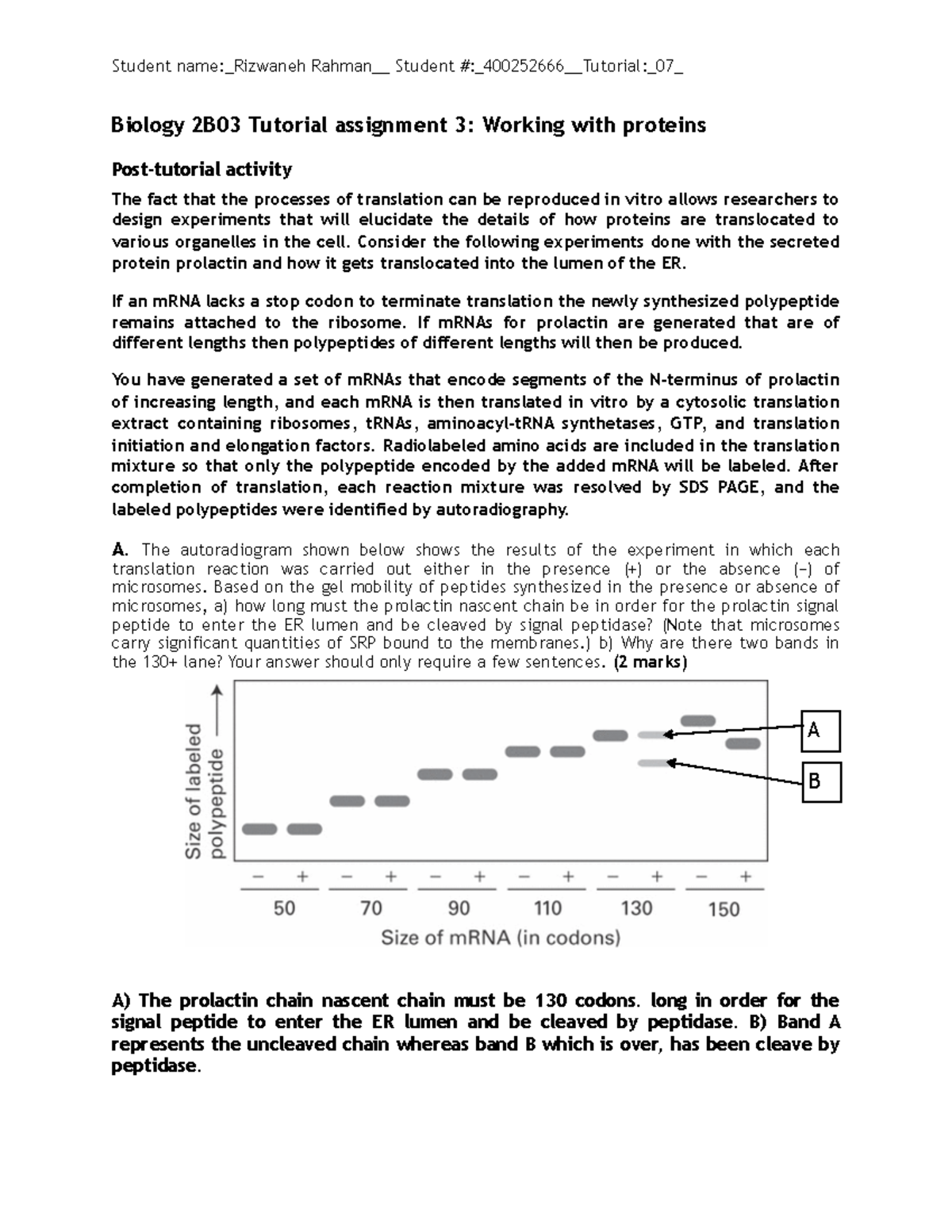 2B03 Assignment 3 - Working with proteins - Student name:Rizwaneh Rahman_ Student - Studocu