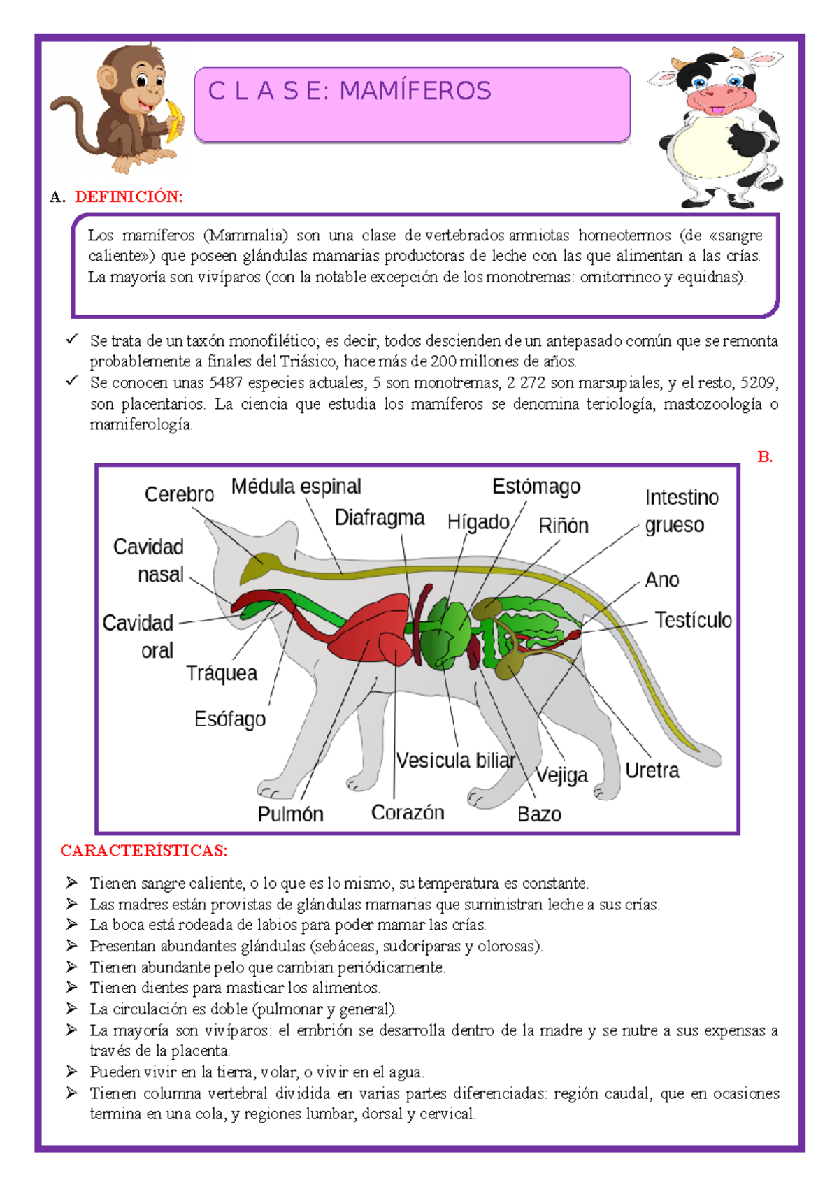 Clase - Mamíferos - mamiferos - A. DEFINICIÓN: Se trata de un taxón ...