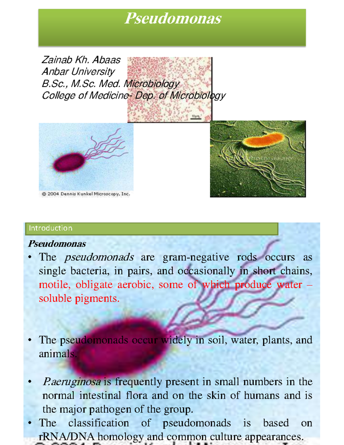 Pseudomonas - médecine générale - Pseudomonas Zainab Kh. Abaas Anbar ...