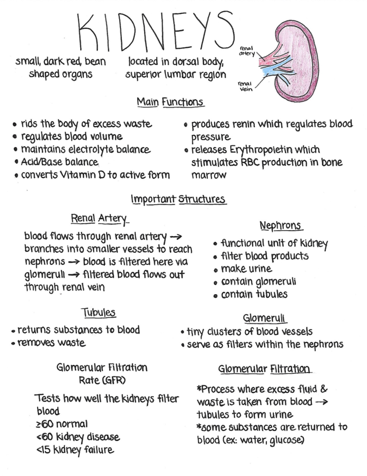 Kidneys - Kidney notes - NU 101 - Queensborough - Studocu