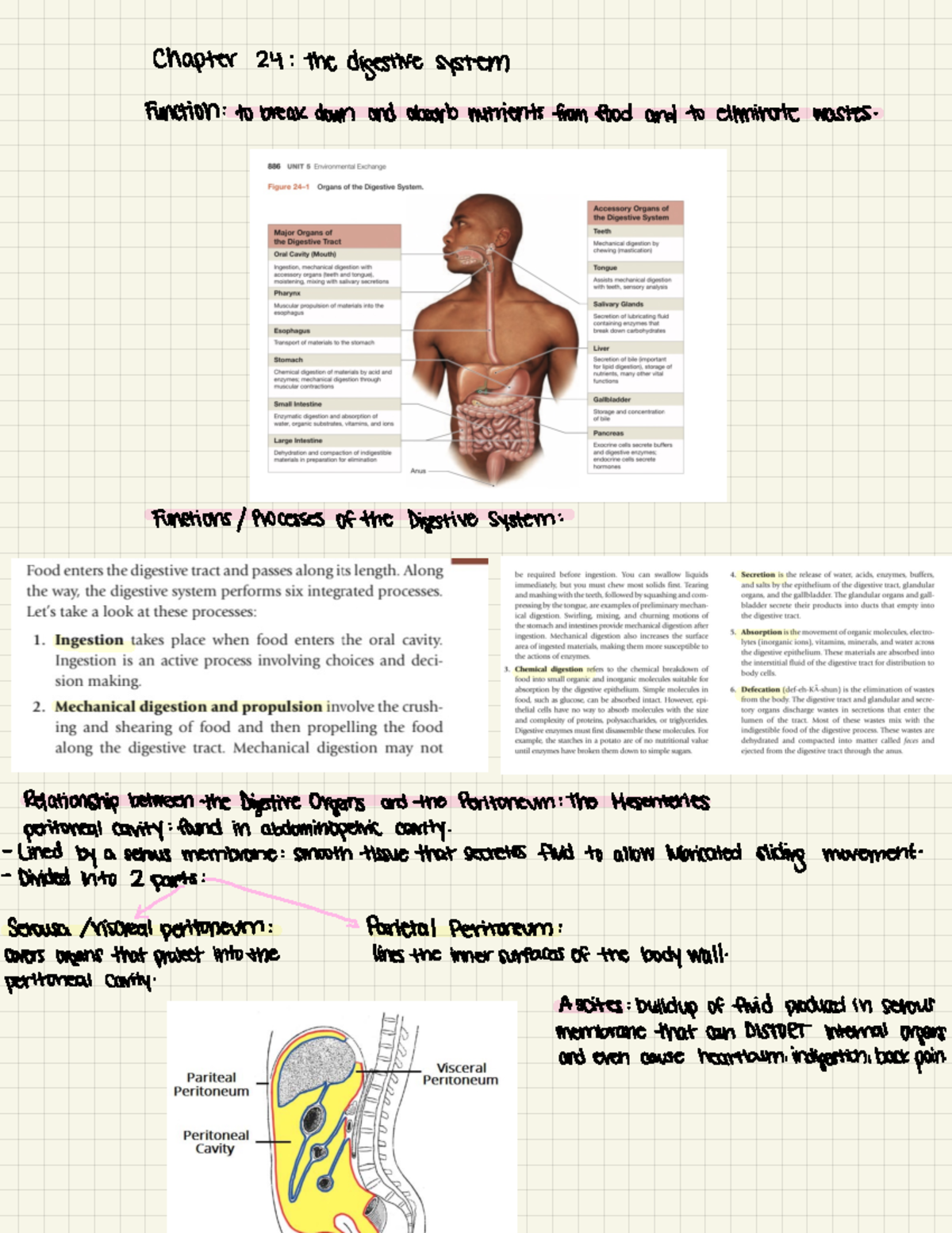 Physiology - Chapter 24 : the digestive system Function : to break down ...
