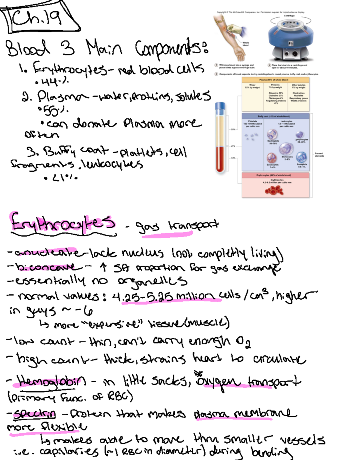Blood - Taylor Lathrop - Ch Blood 3 Main compass 1 Erythrocytes red ...