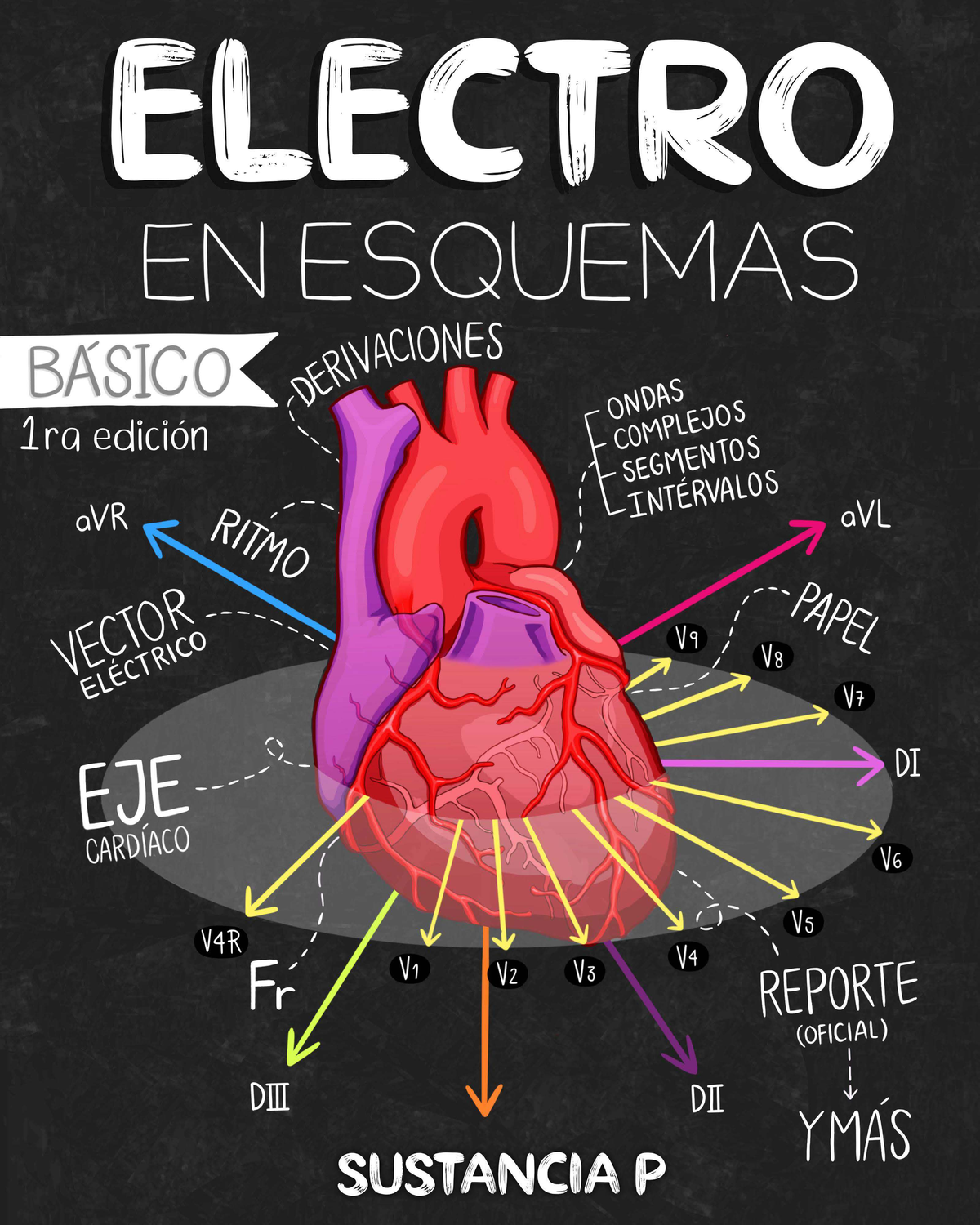 ECG en esquemas Sustancia P - Por PAULA PARRA EL RIÑÓN ARTERIA -....._ CARO l IDA ', COMÜN AR ...