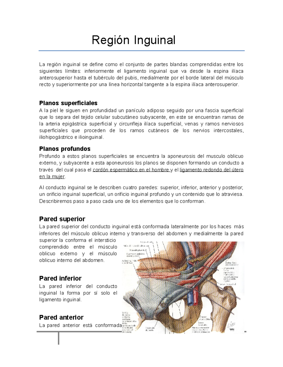 Regin inguinal-guia - Anatomía - Región Inguinal La región inguinal se ...