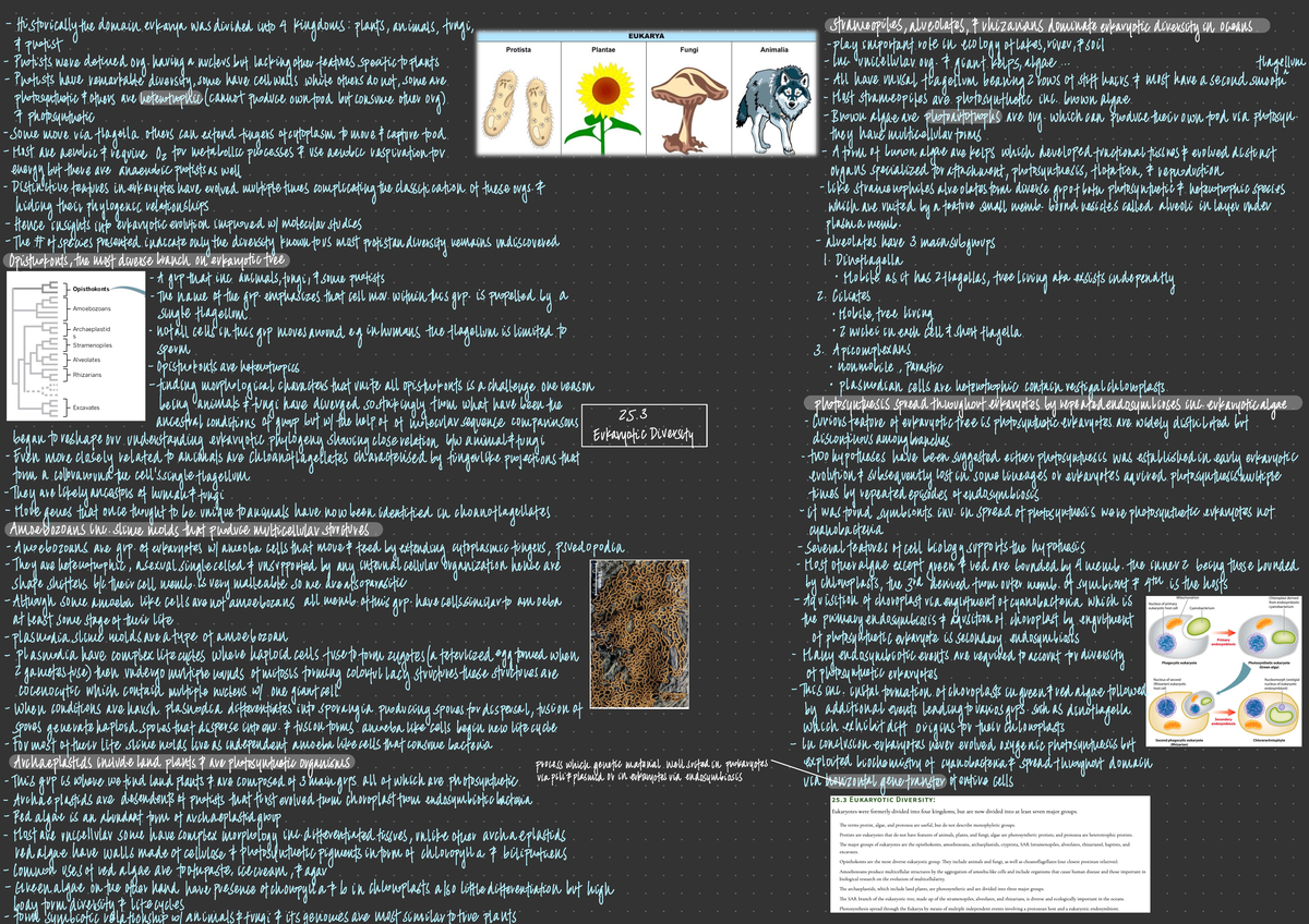 Bioao 1 Module 1 - Notes on Eukaryotic Diversity including domains e.g ...