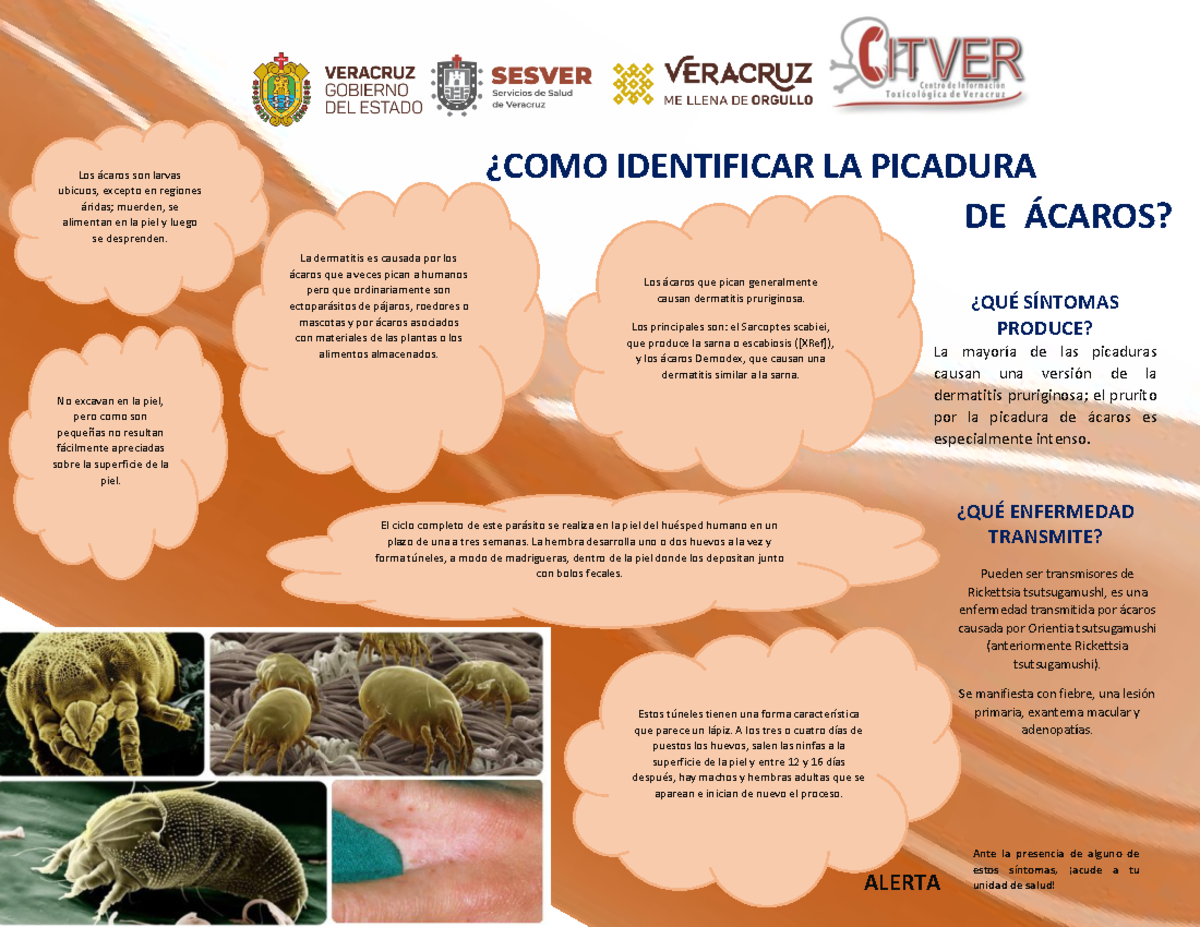 Acaroscartel - como atacan los acaros - ¿QUÉ SÍNTOMAS PRODUCE? La ...