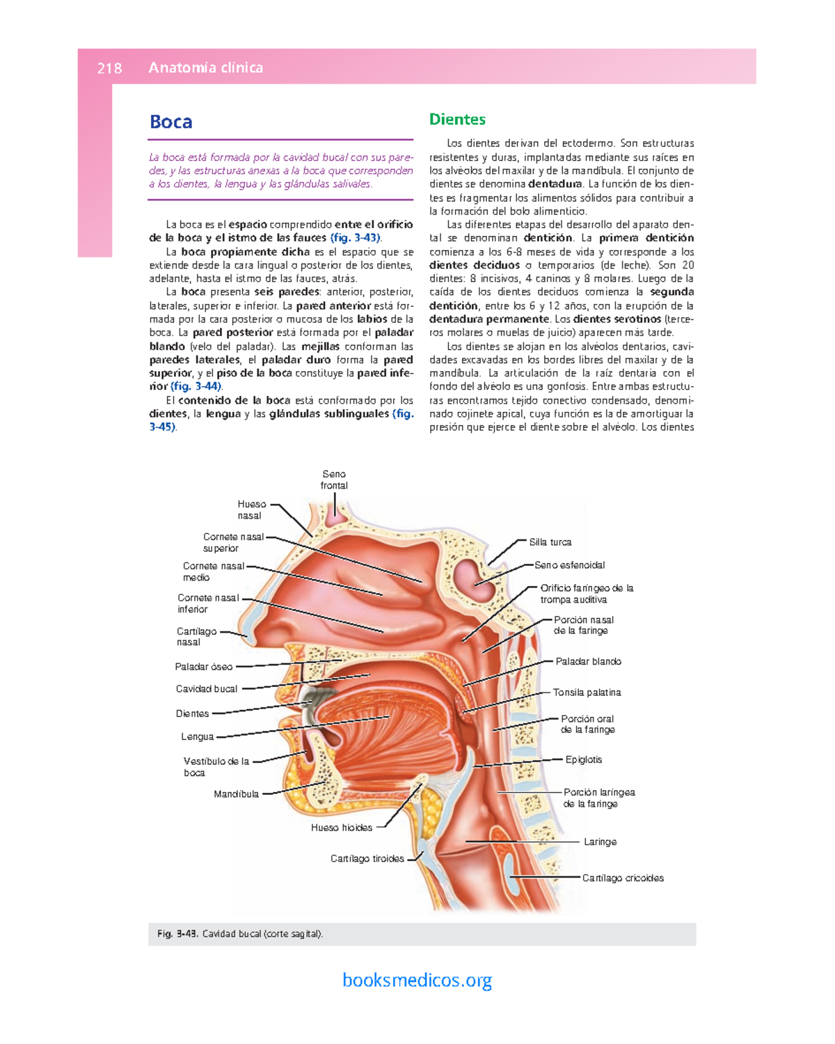 Anatomia Clinica Pró (Boca y fosas nasales) - 218 Anatomía clínica Boca ...
