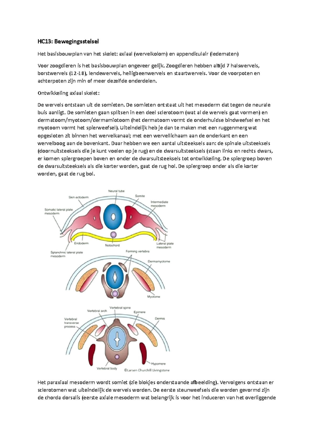 HC13 Bewegingsstelsel - HC13: Bewegingsstelsel Het basisbouwplan van ...