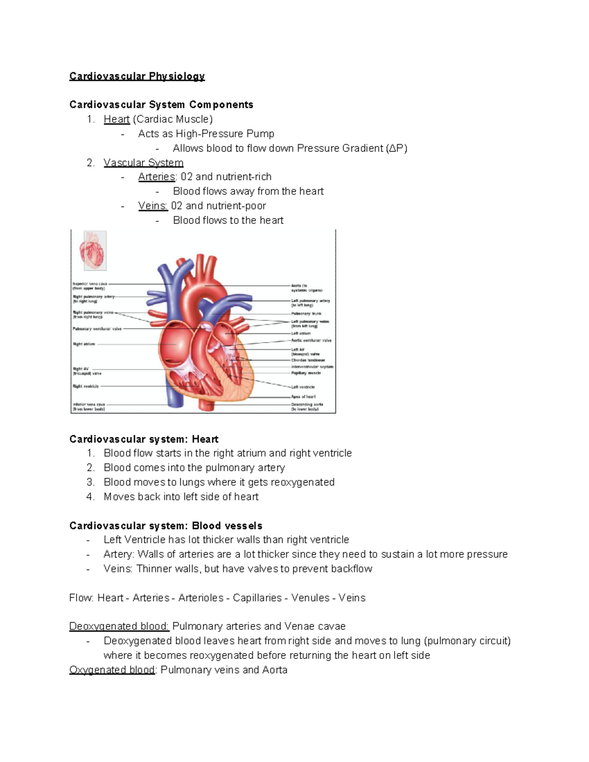 Human Phys - Unit 3 - Patrick's Lecture notes for Unit 3 ...