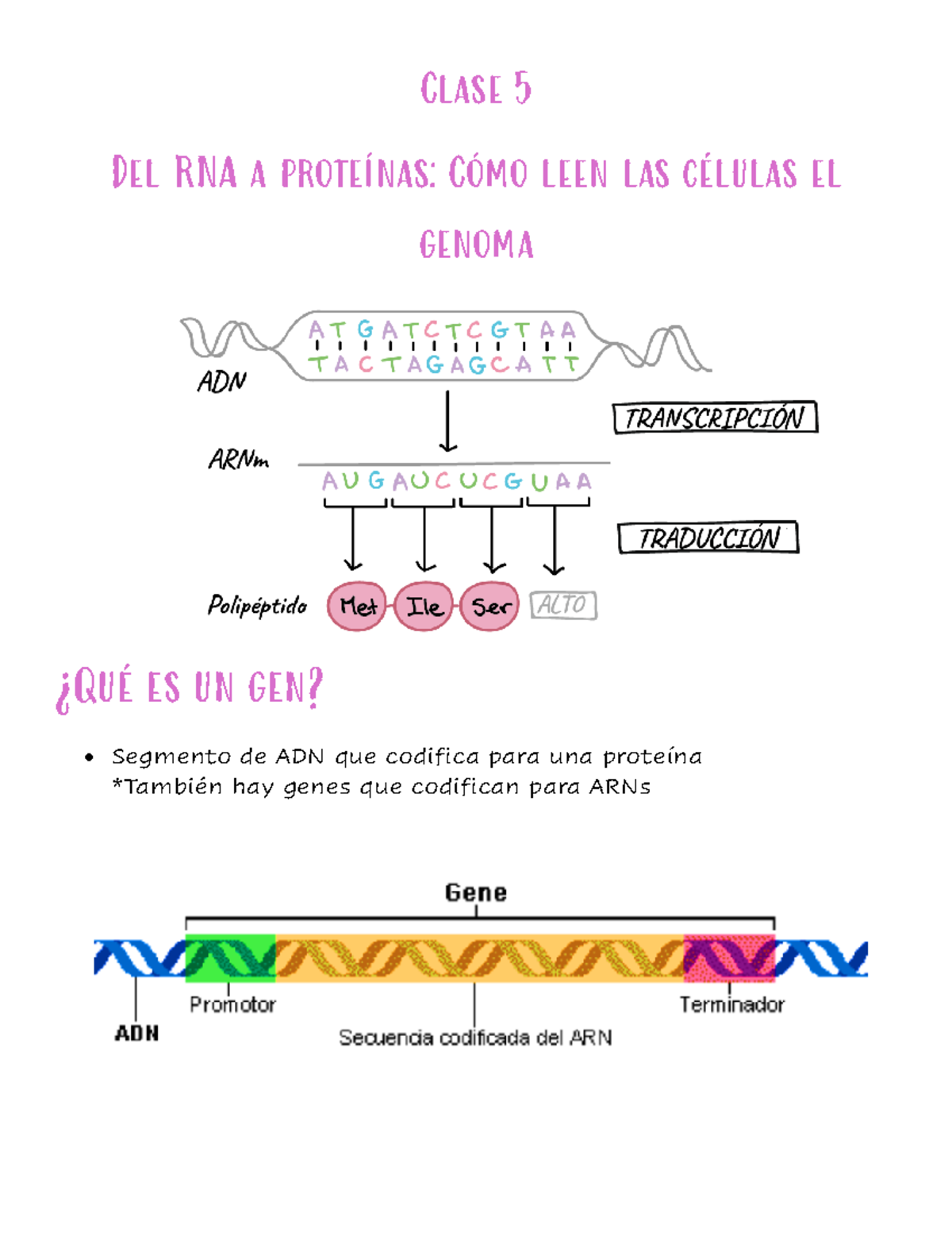 Clase 5 Biocel - Clase 5 Del RNA a proteínas: Cómo leen las células el ...