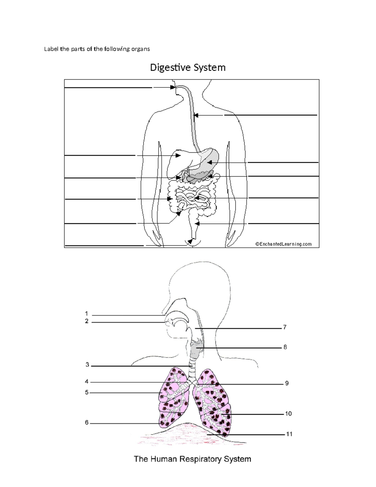 Activity - Digestive System Label the Parts - Bachelor of Secondary ...