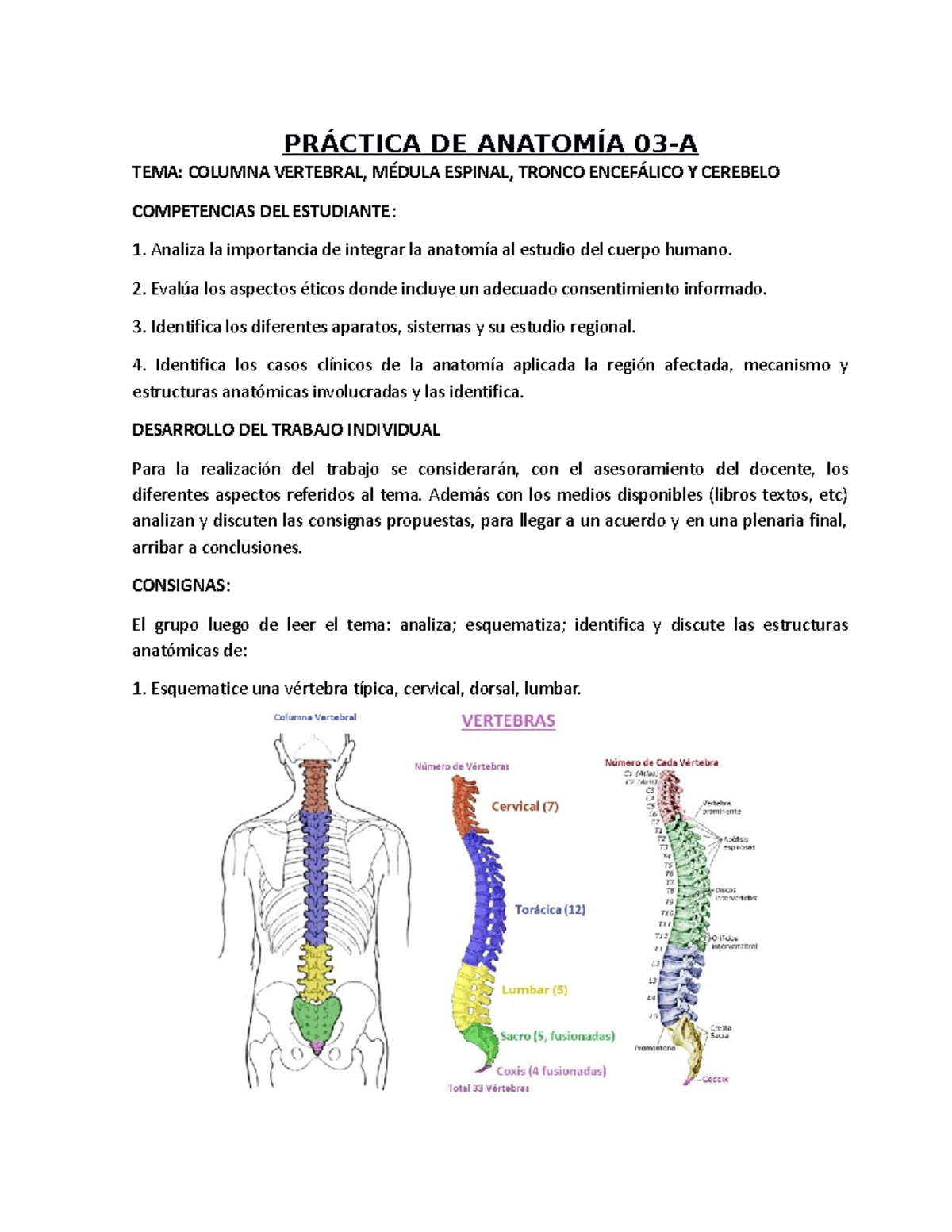 Práctica 03 Columna, Médul Espinal, Tronco Encefálico Y Cerebelo - PRÁCTICA DE ANATOMÍA 03-A ...