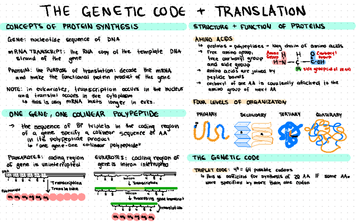 The Genetic Code And Translation - THE GENETIC CODE +TRANSLATION ...
