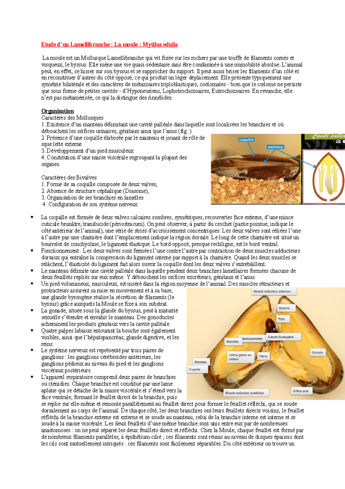 TP3 Dissection: Moule - Etude d’un Lamellibranche : La moule : Mytilus ...