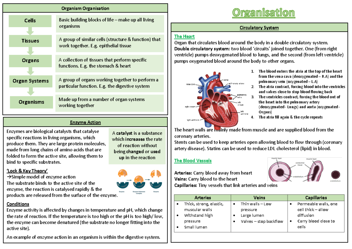 B2 - Organisation Topic Notes - Organism Organisation Cells Tissues ...