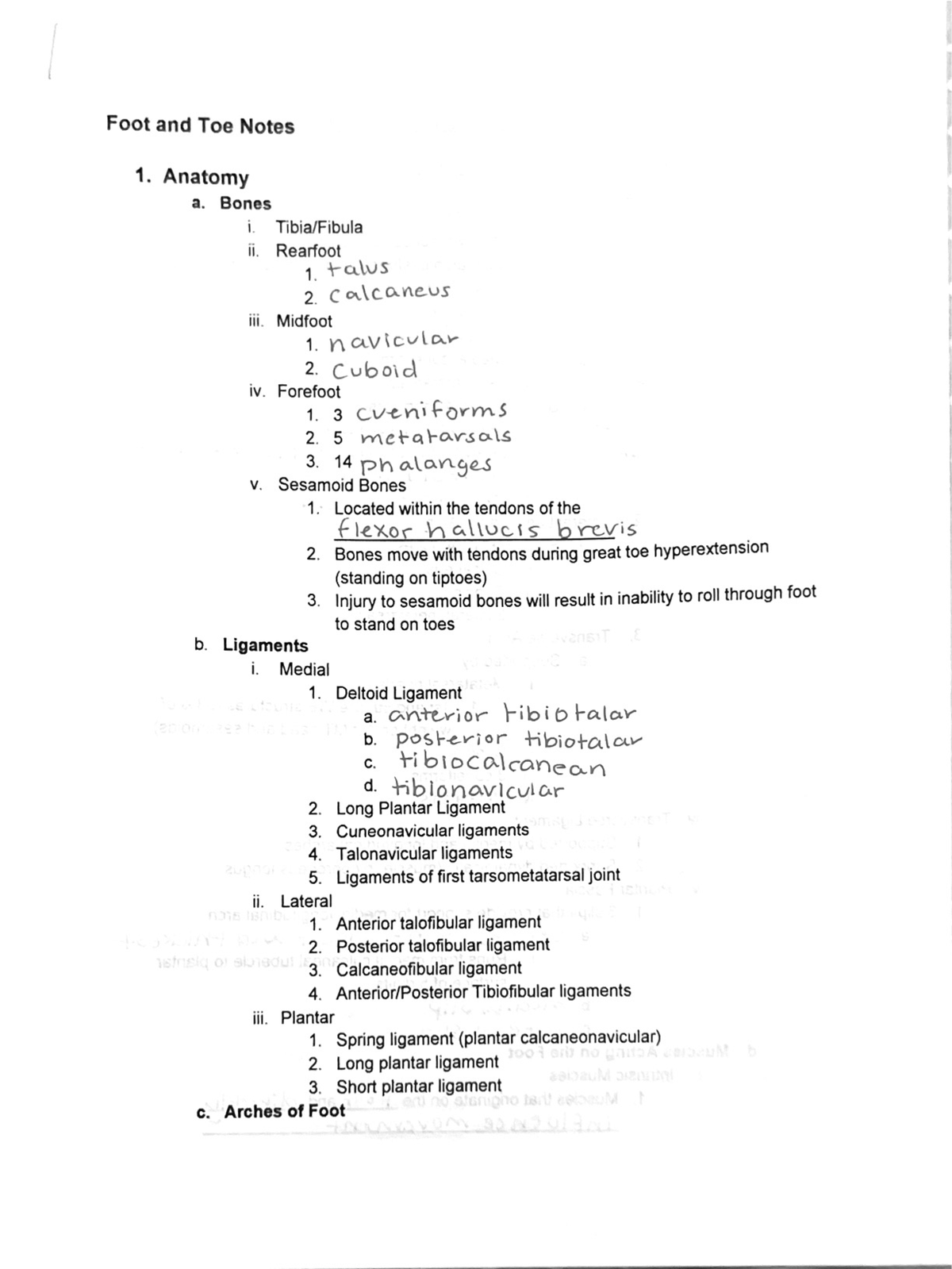 Foot And Toes - Anatomy of the foot and toes - KIN 3303 - Studocu