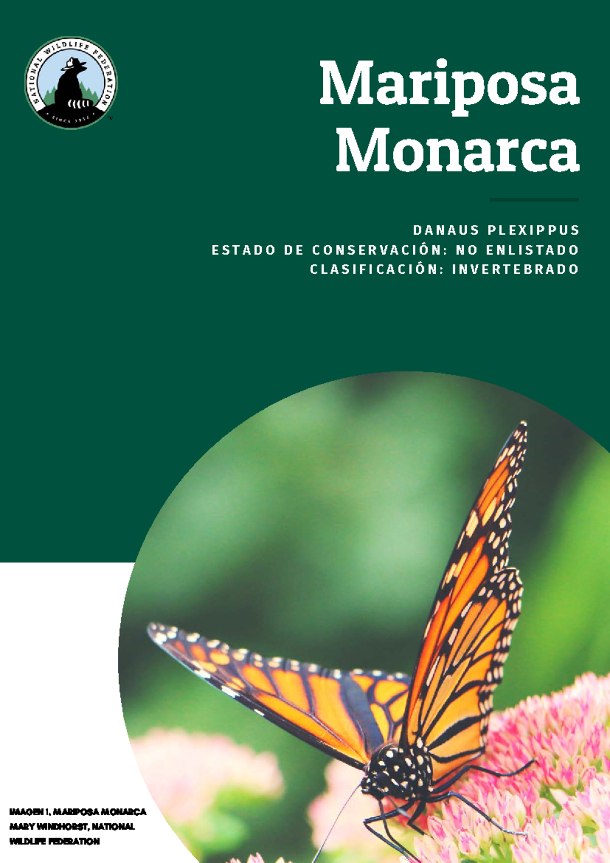 Monarch-Butterfly-fact-sheet Spanish - Mariposa Monarca D A N A U S P L ...