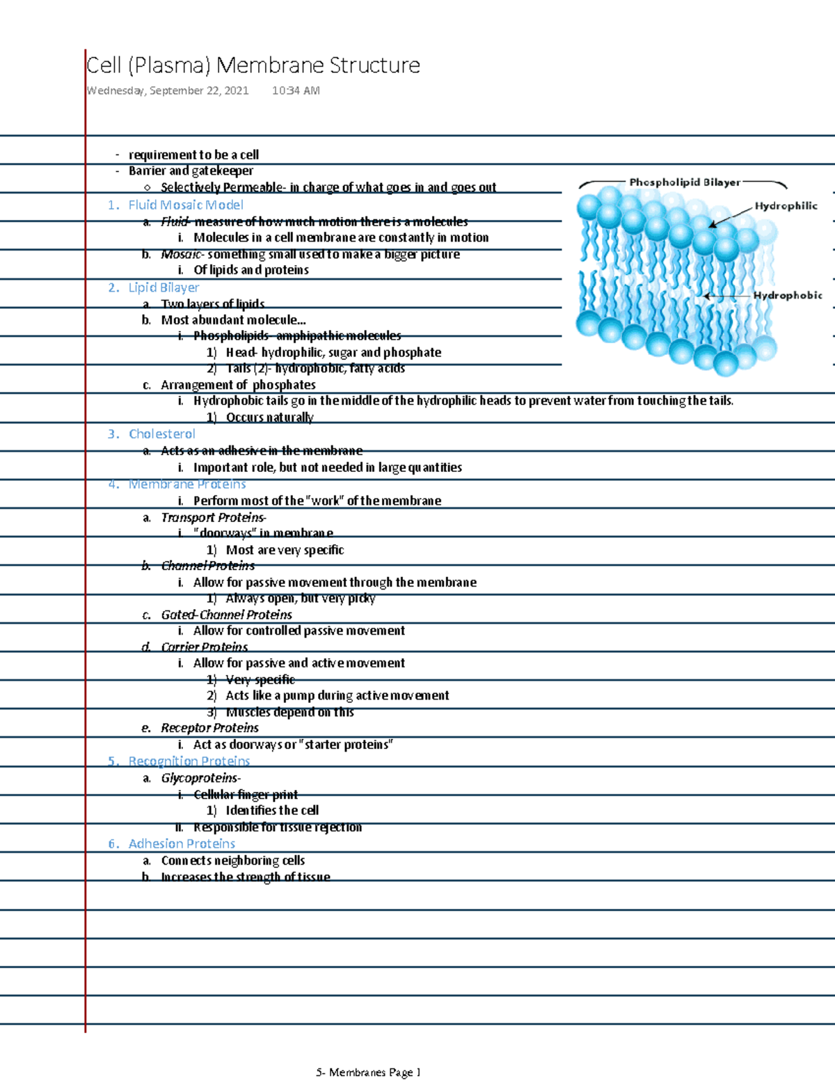 5- Membranes - In class lecture notes from Professor Rothering - BIO ...