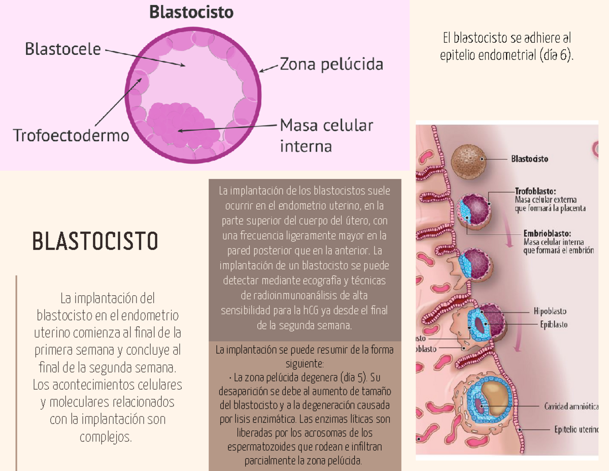 Chinchilla Ana A10 - Cuadro de embriología - La implantación de los ...