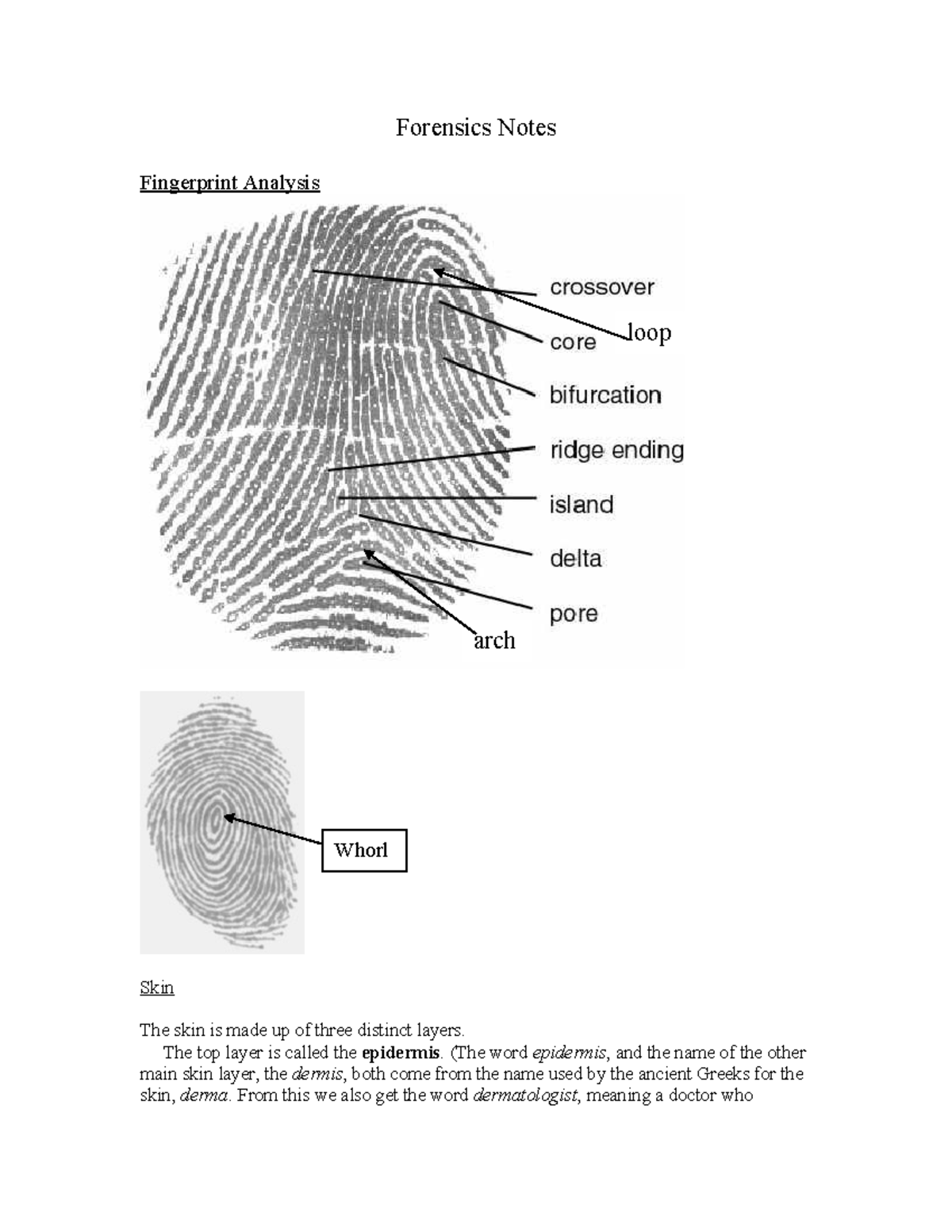 Forensics Notes - Forensics Notes Fingerprint Analysis Skin The skin is ...