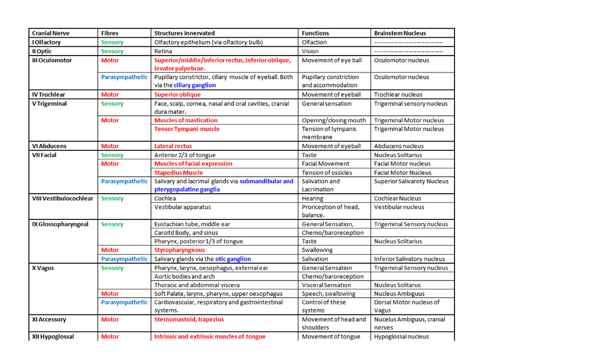 Cranial Nerves - mhohohh - CJ102 - Studocu
